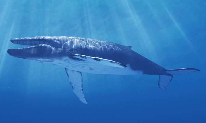 La ballena azul está ayudando a frenar el cambio climático